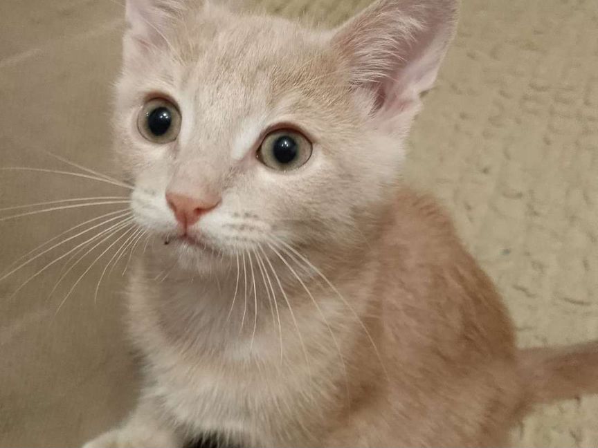 Котик ласковый домашний