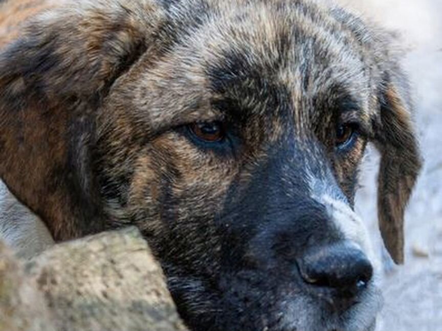 Щенок Алабая в добрые руки