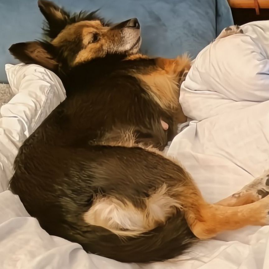 Взрослая собака в добрые руки