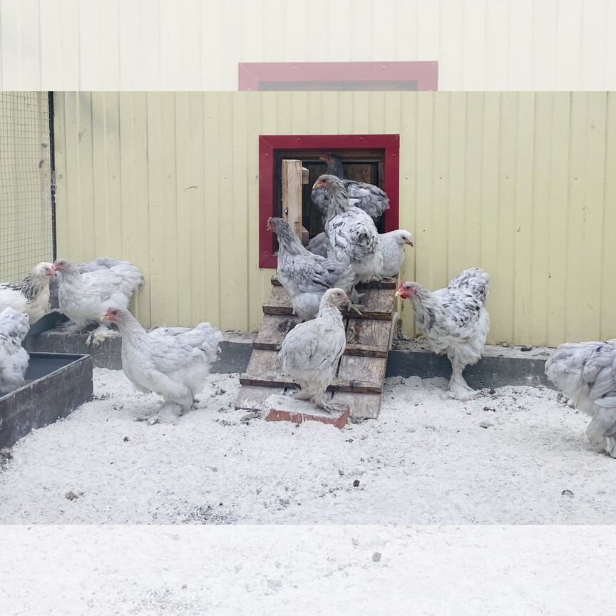 Куры кохинхины,Кох -черный,голубой,сплеш