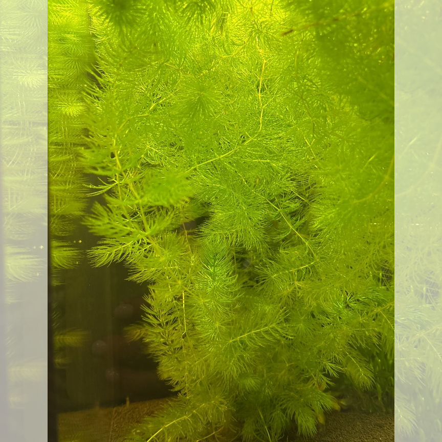 Роголистник