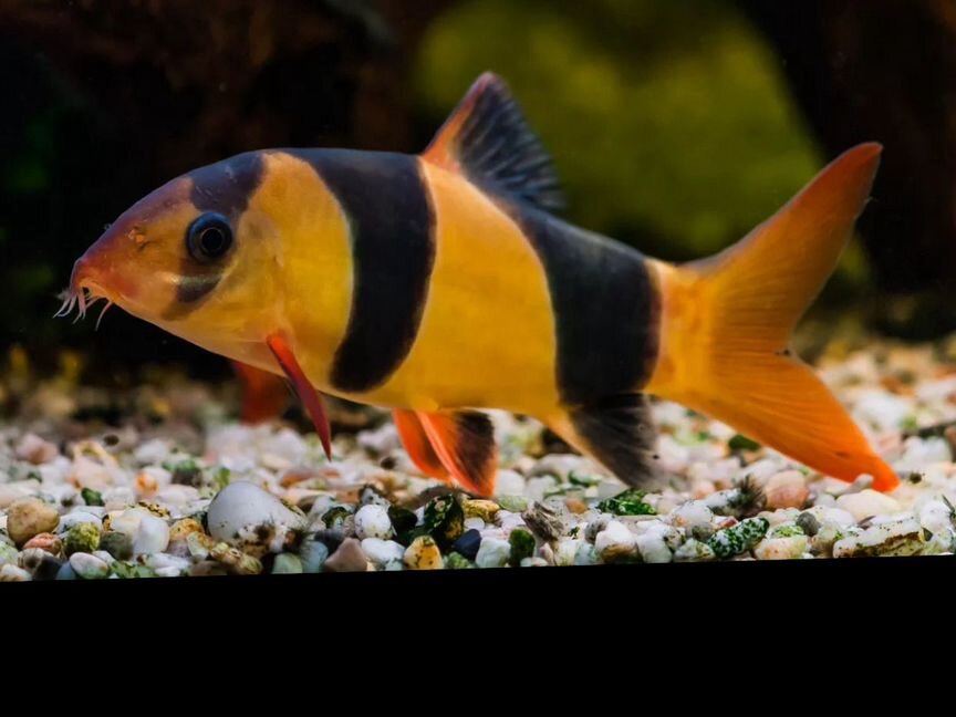 Боции взрослые