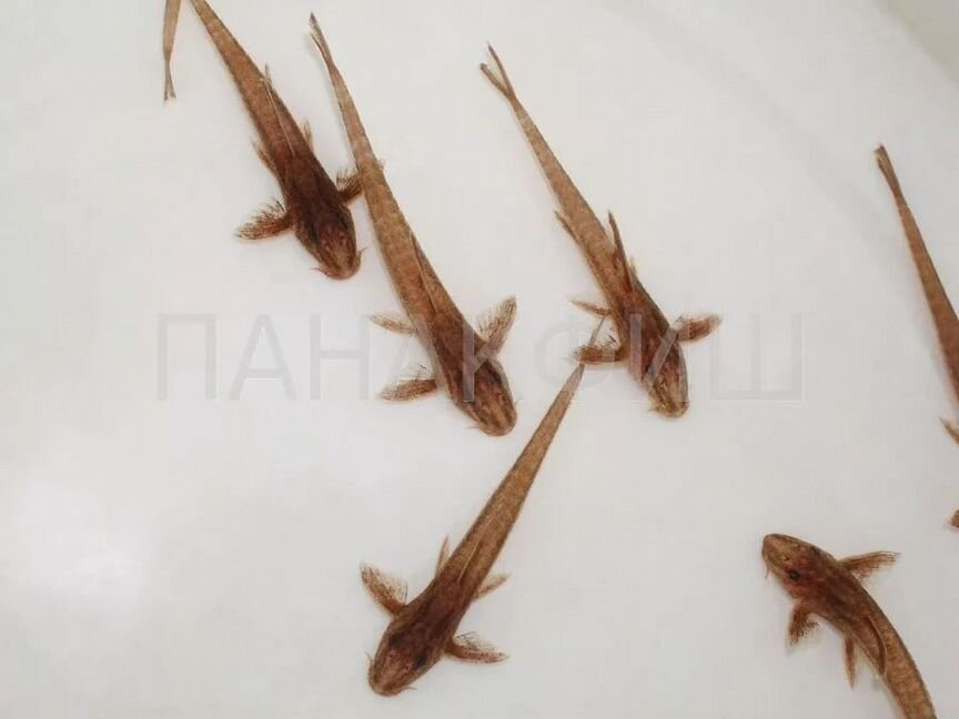 Лопикария красная