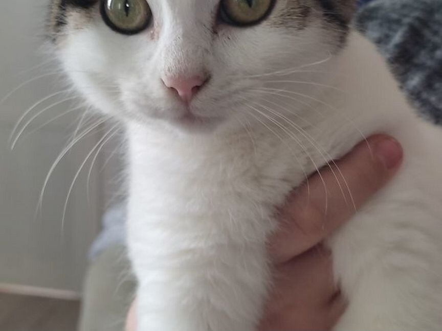 Малышка ищет добрые ручки