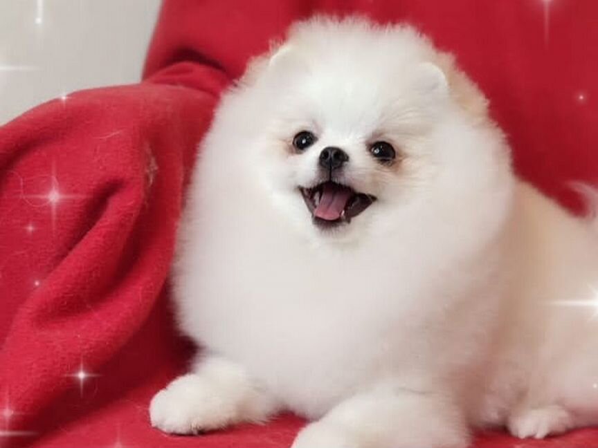 Помераночка