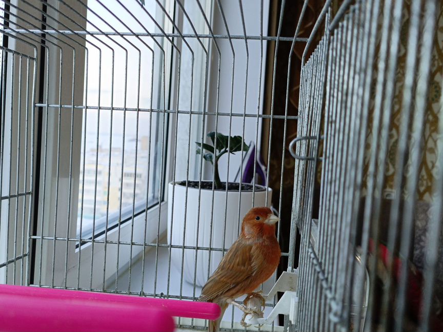 Кенары певчий