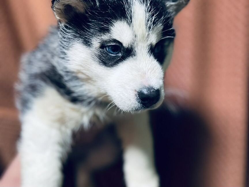 Щенки сибирской хаски