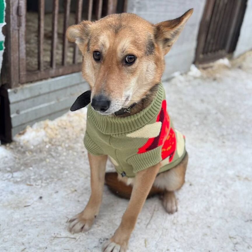 Взрослый пёс в добрые руки