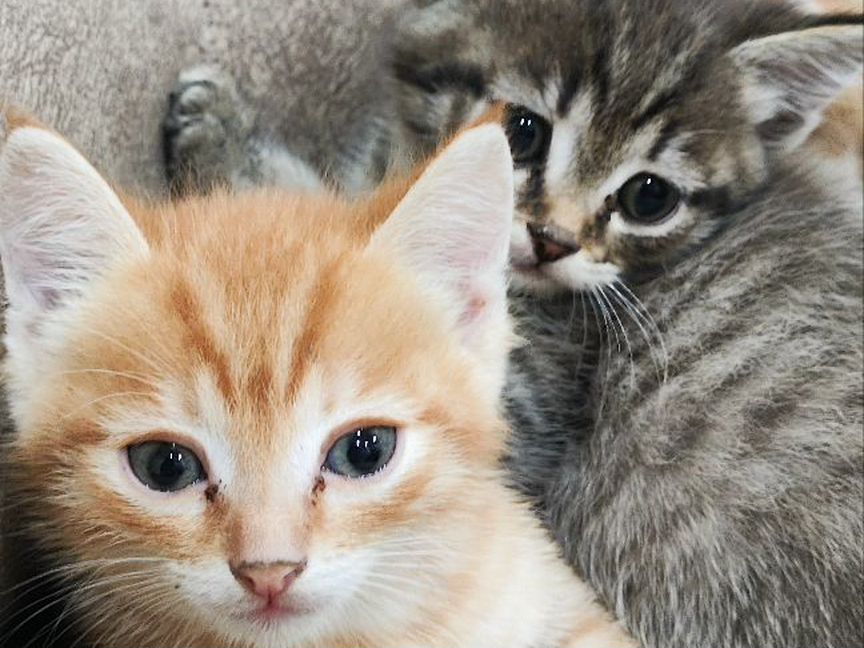 Котята в добрые руки