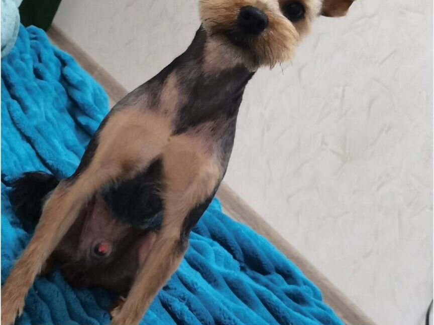 Йорк в добрые руки отдам бесплатно