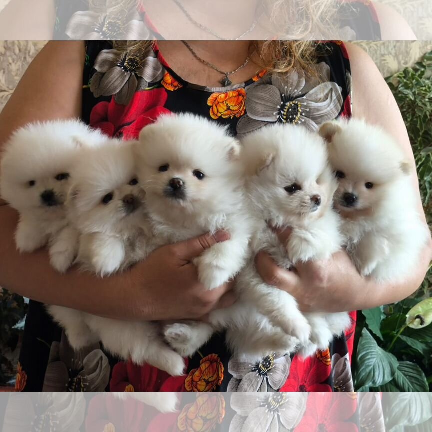 Померанский шпиц, щенок