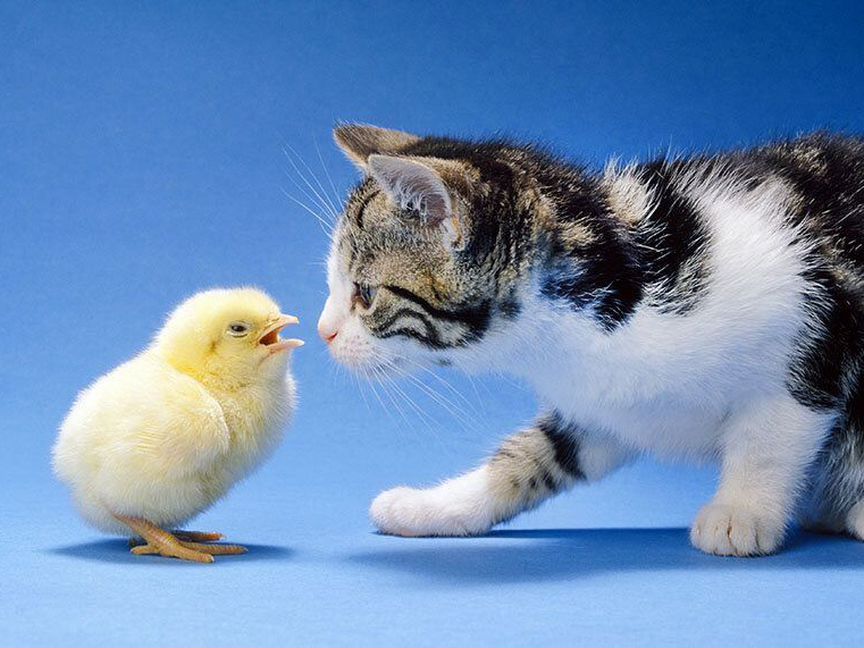 Цыплята суточные на корм, заморозка