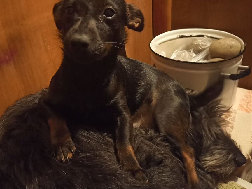 Маленькая собака, метис карликовой таксы