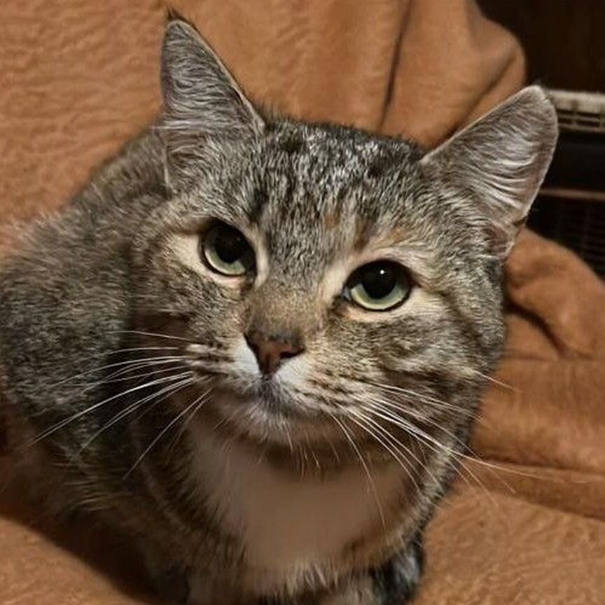 Кошечка не выживет в чистом поле