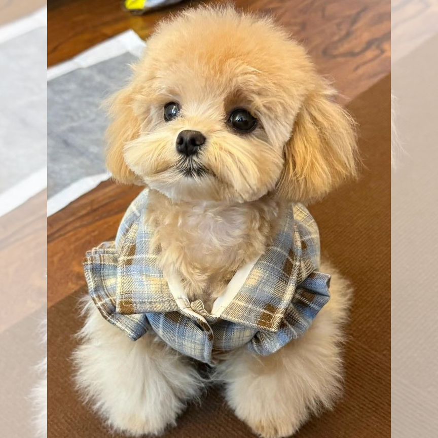 Мальтипу, щенок