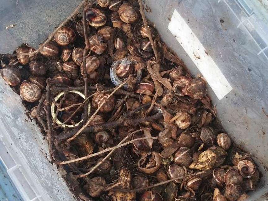 Улиточная ферма