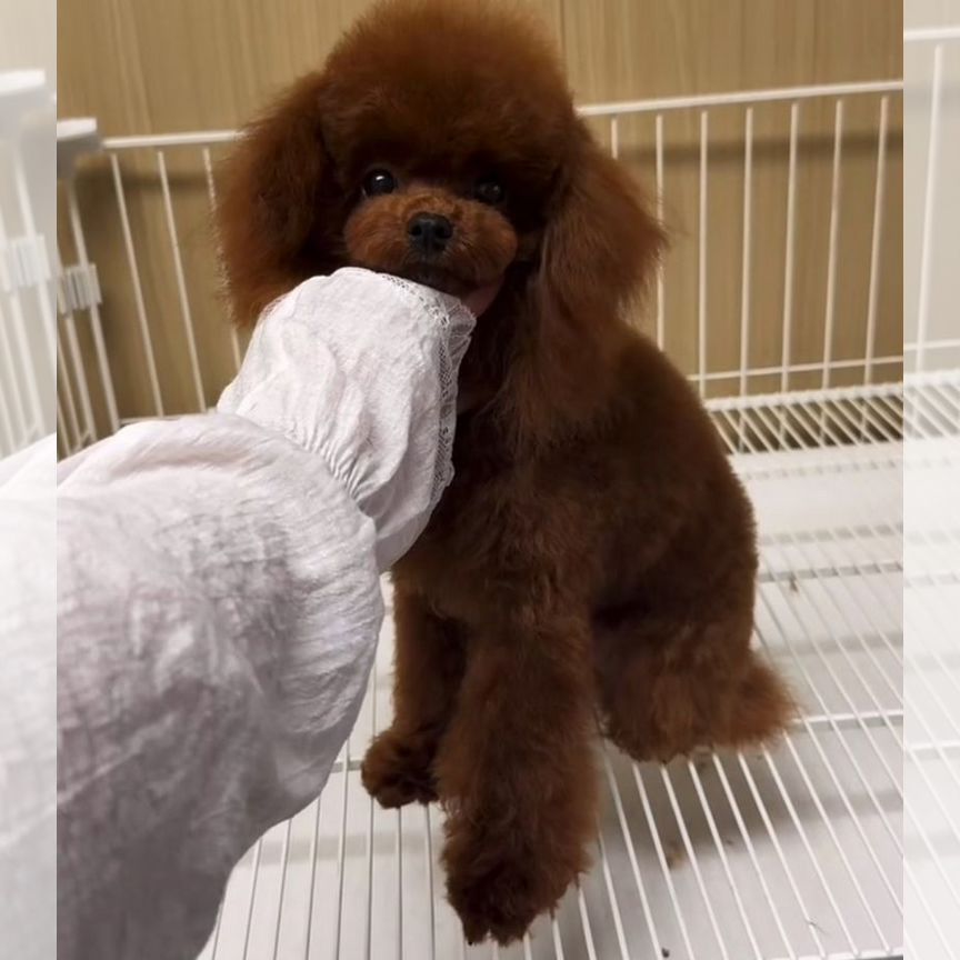 Той-пудель, вязка