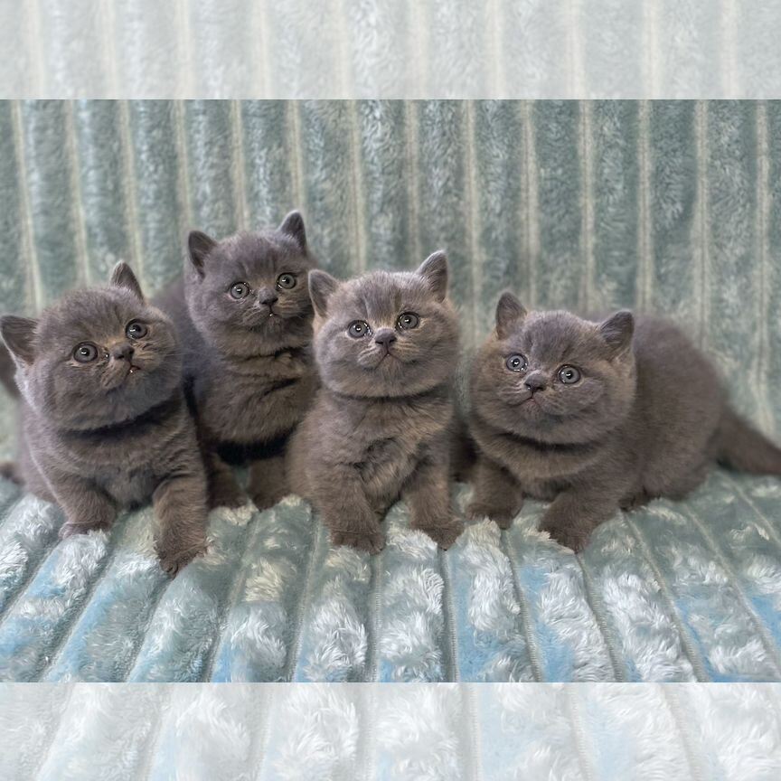 Британский короткошёрстный котёнок