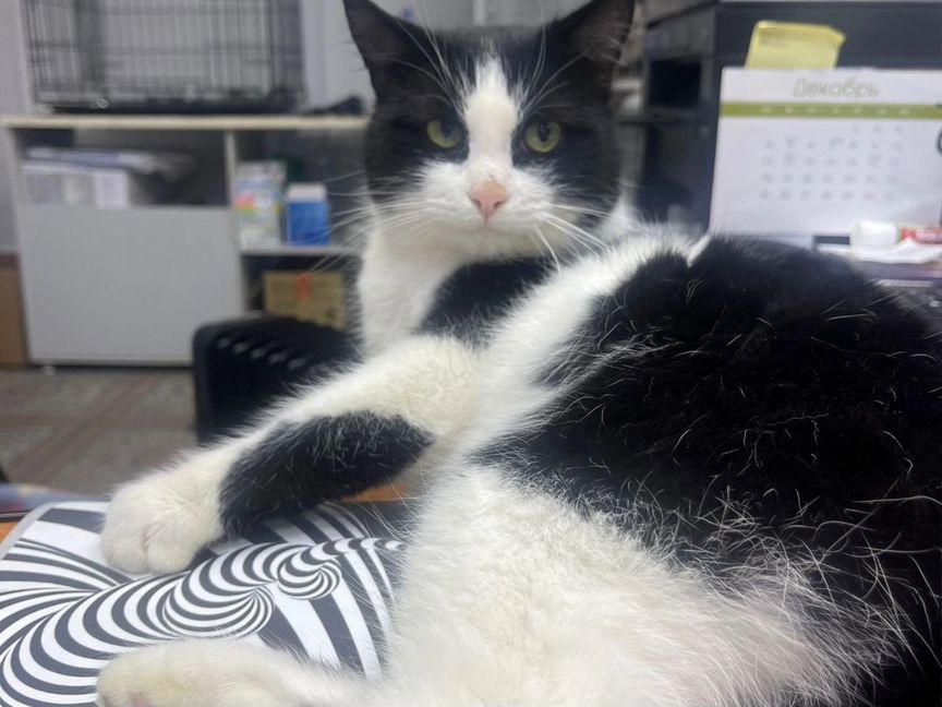 Кот