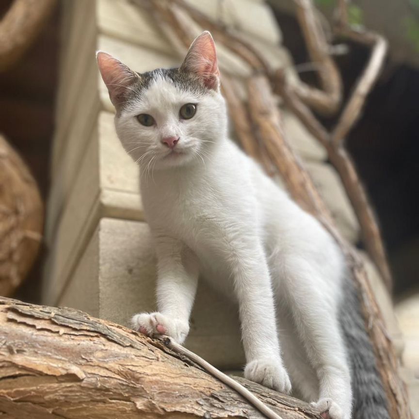 Ласковая мурчалка в дар