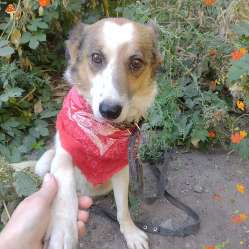 Собачка небольшого размера