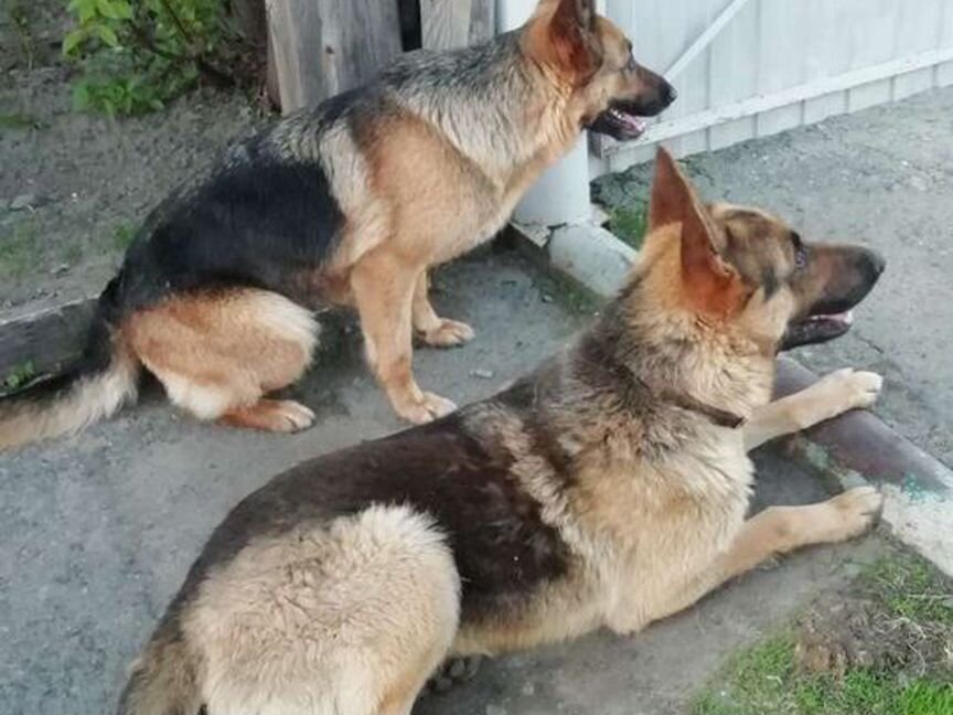 Немецкая овчарка