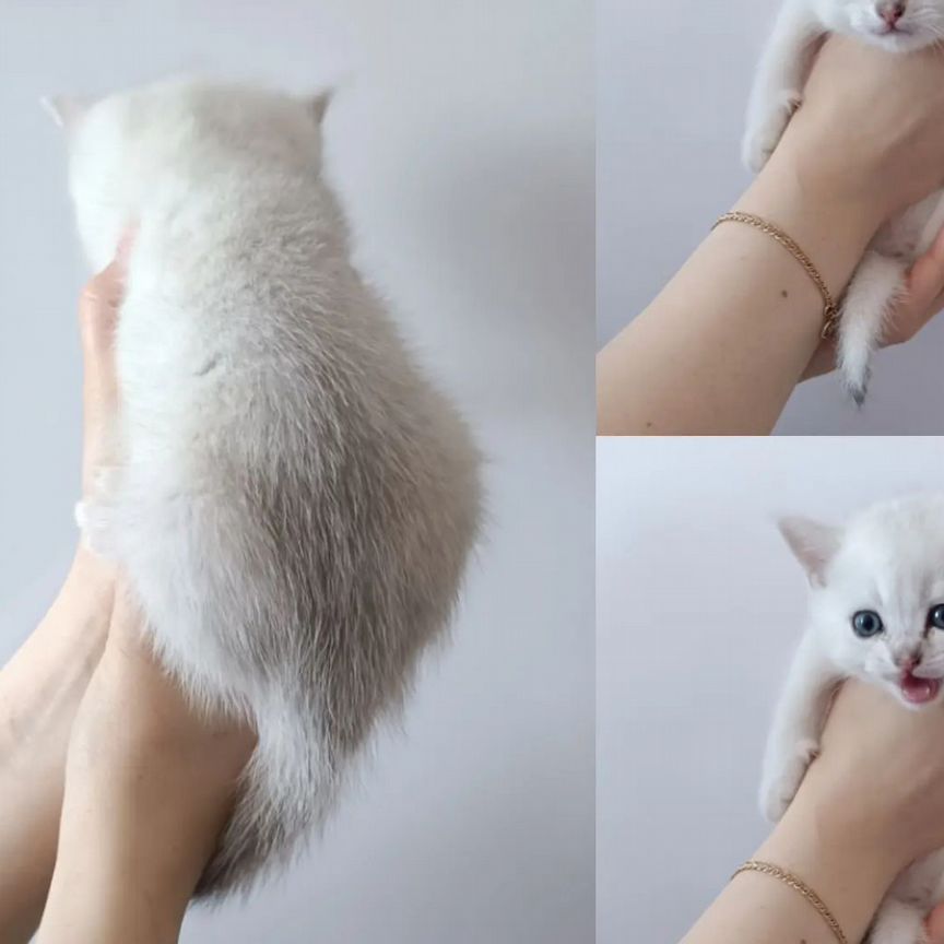 Британский короткошёрстный котёнок