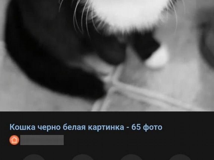 Кошку выкинули в мусорку