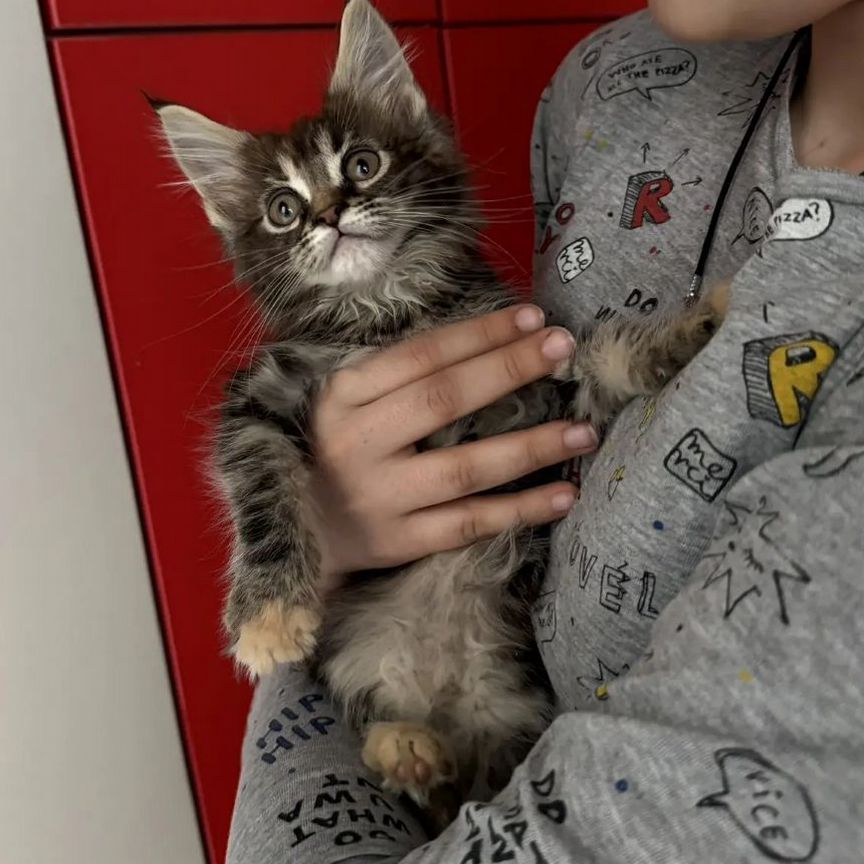 Мейн-кун котёнок