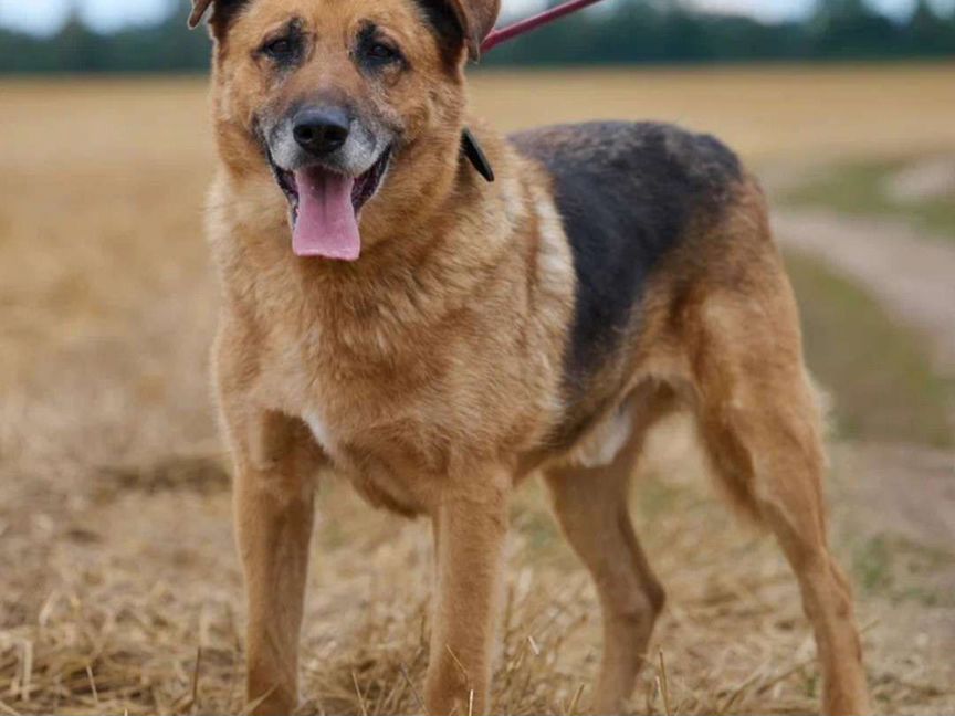 Собака в добрые руки