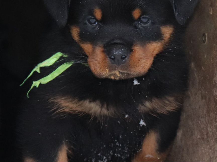 Ротвейлера мальчик д.р 05.11.23