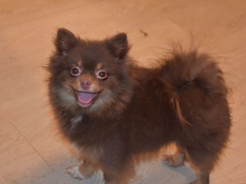 Шпиц- очень красивая девочка шоколадка