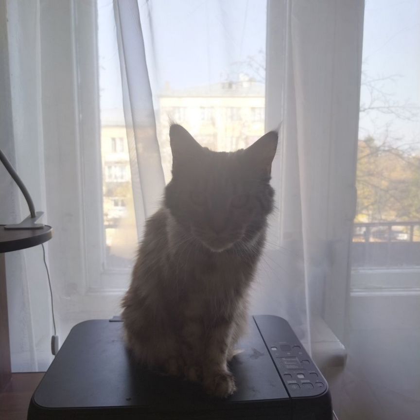 Вязка майнкун