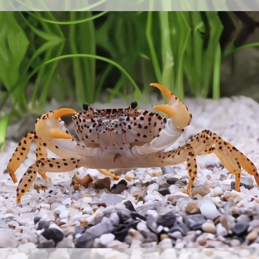 Краб пантера и комплект для его содержания