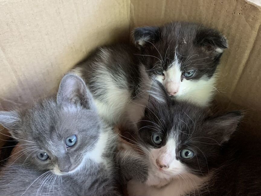 Котята в добрые руки