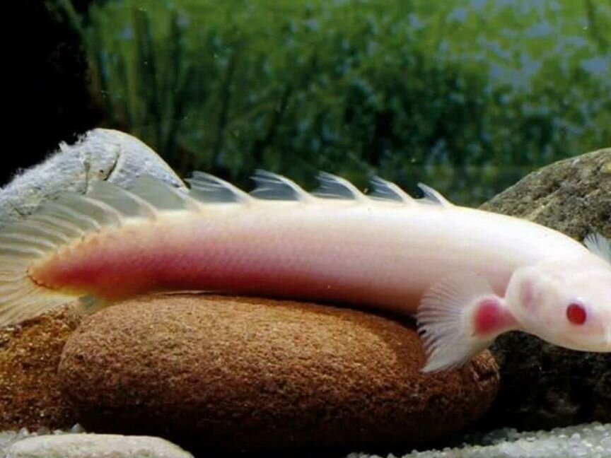 Полиптерус сенегальский альбинос