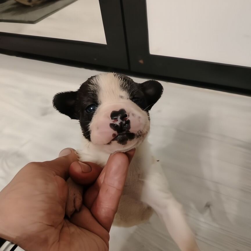 Французский бульдог, щенок