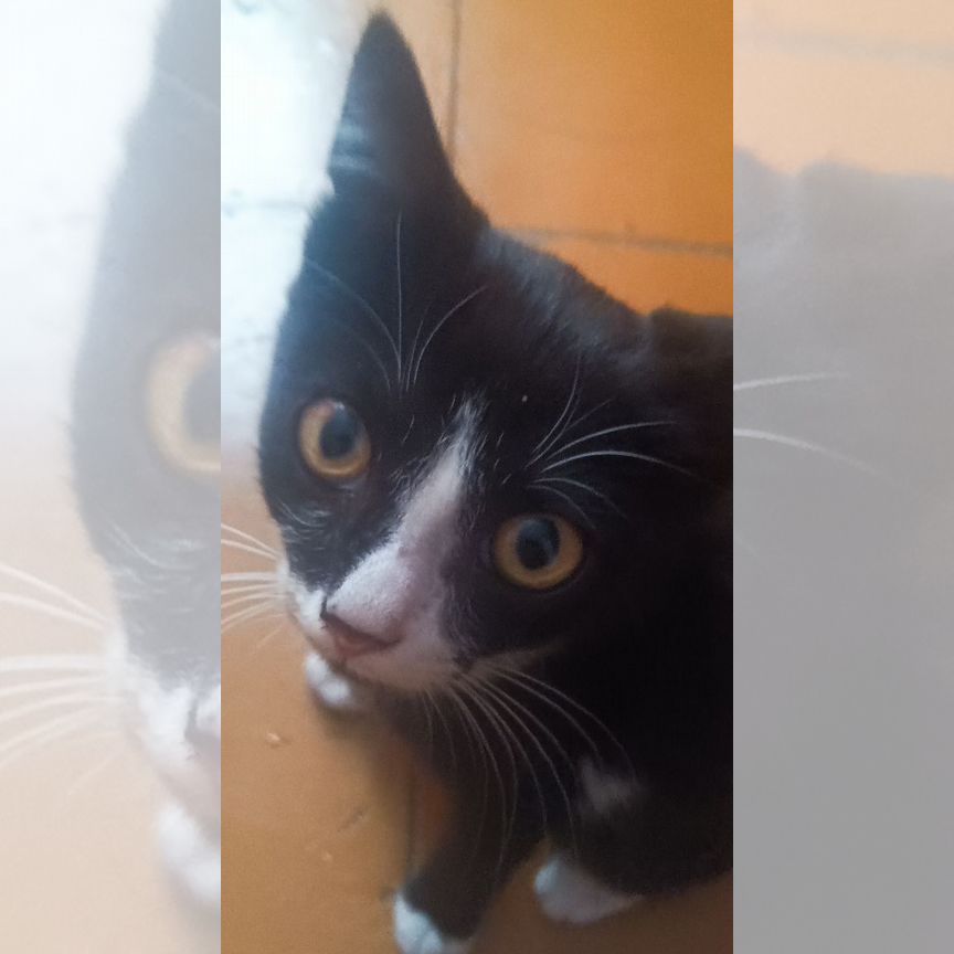 Черно белый котенок