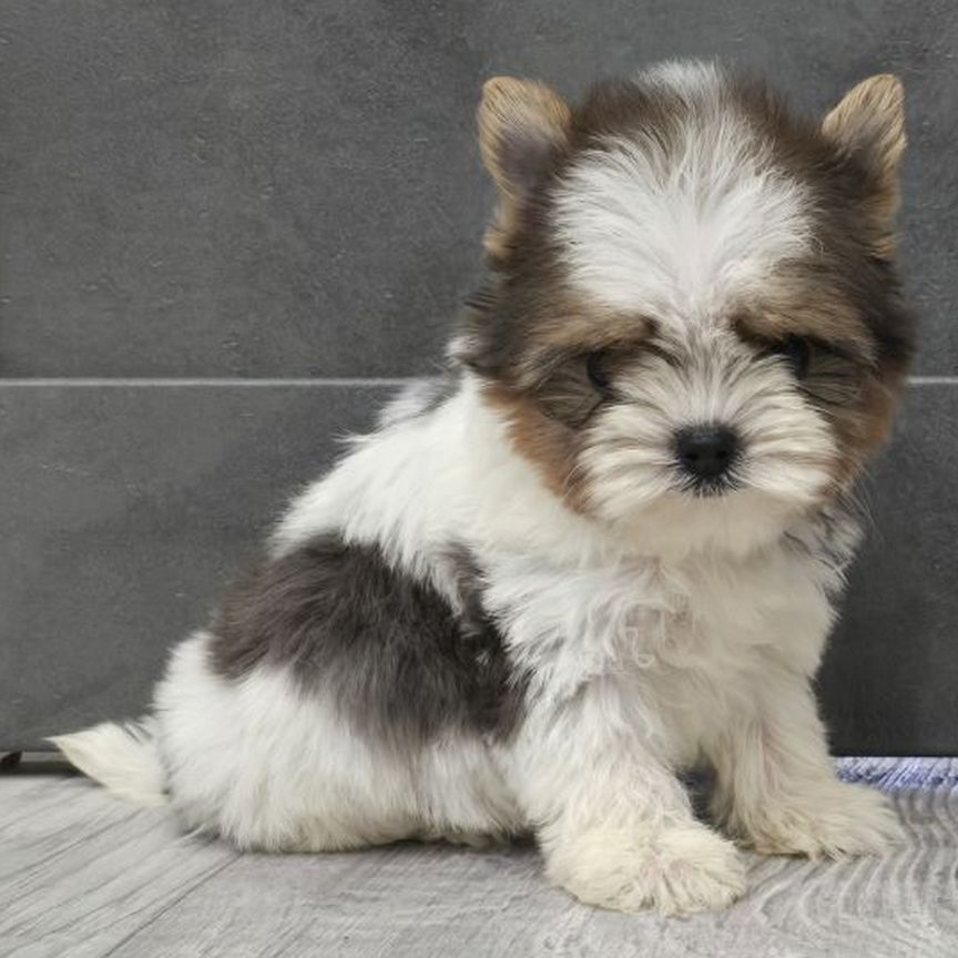 Йоркширский терьер, щенок