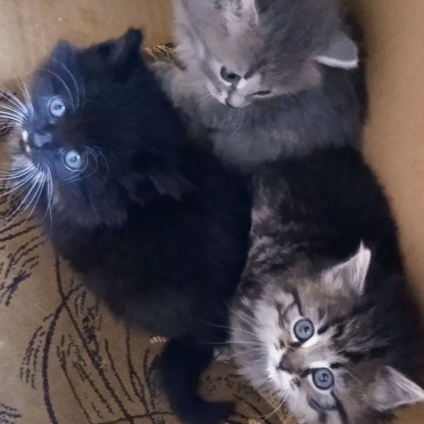 Котята дворовые