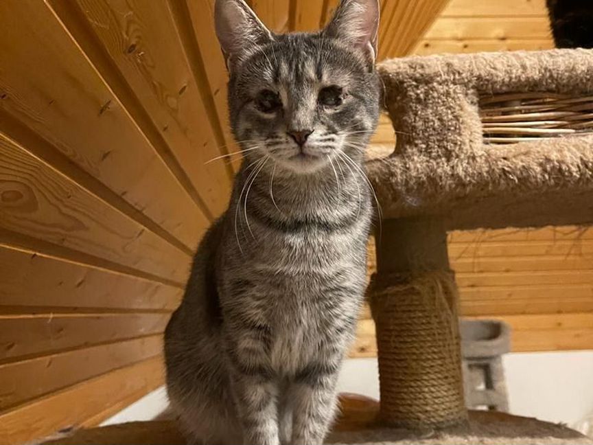 Кошечка в добрые руки