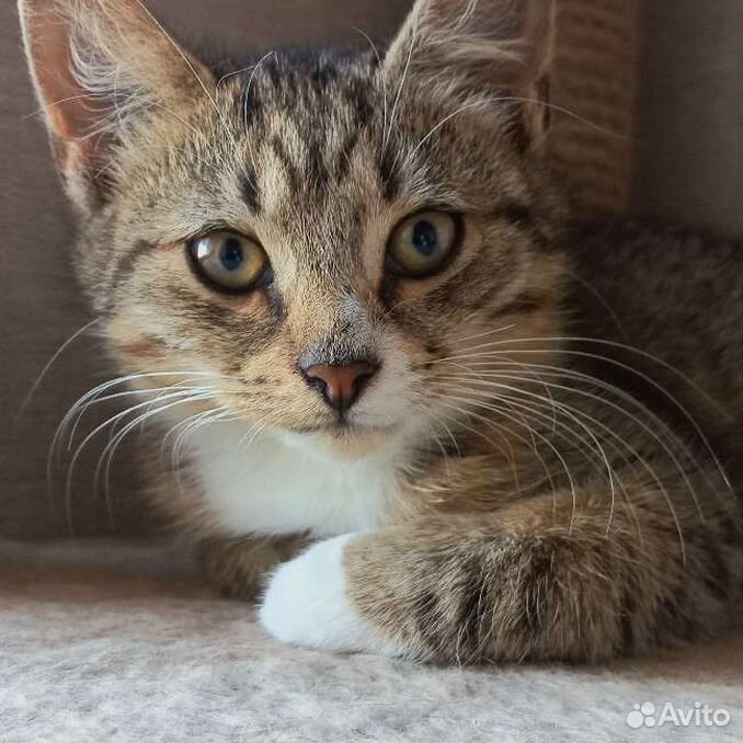 Котёнок, кошка Хуба-Буба