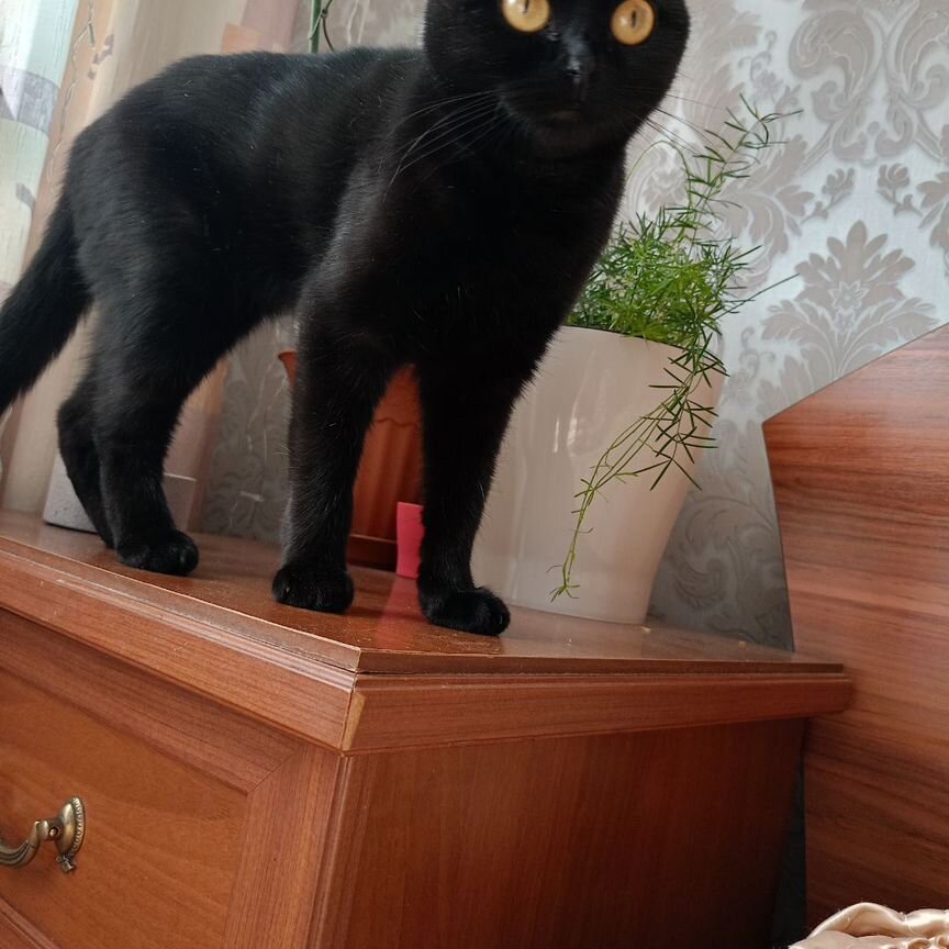 Кошка ищет хозяев