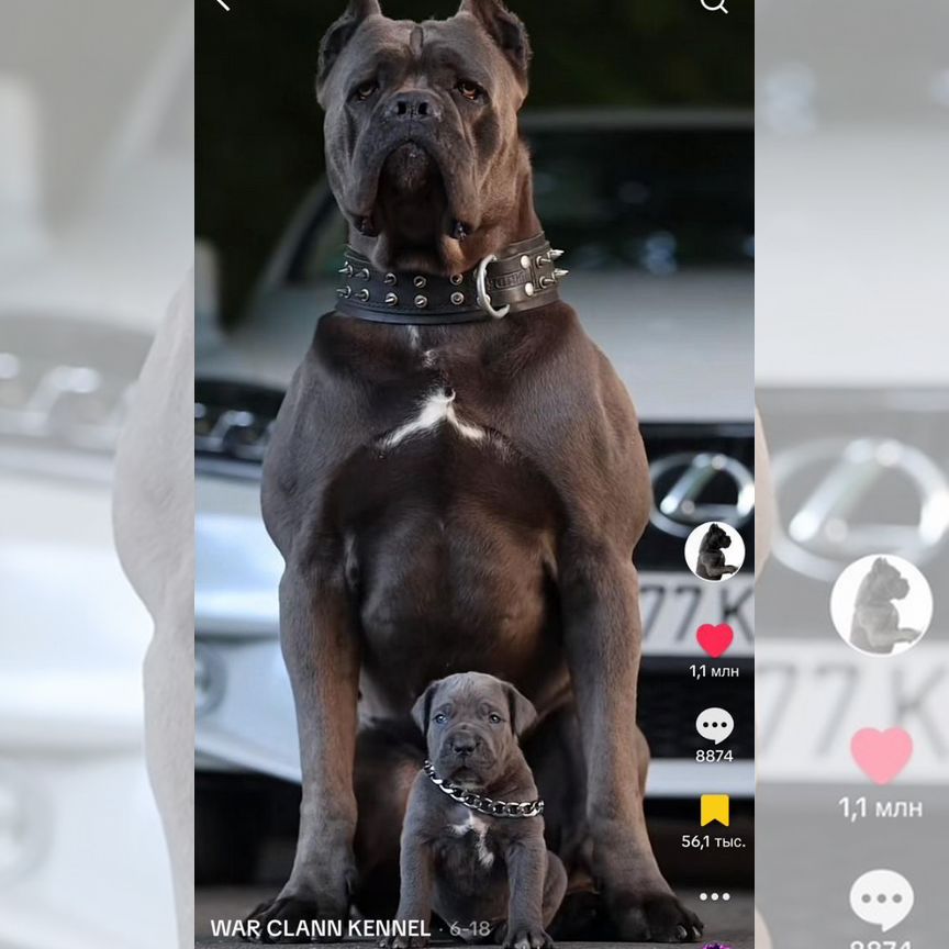 Собаки щенки Кане корсо