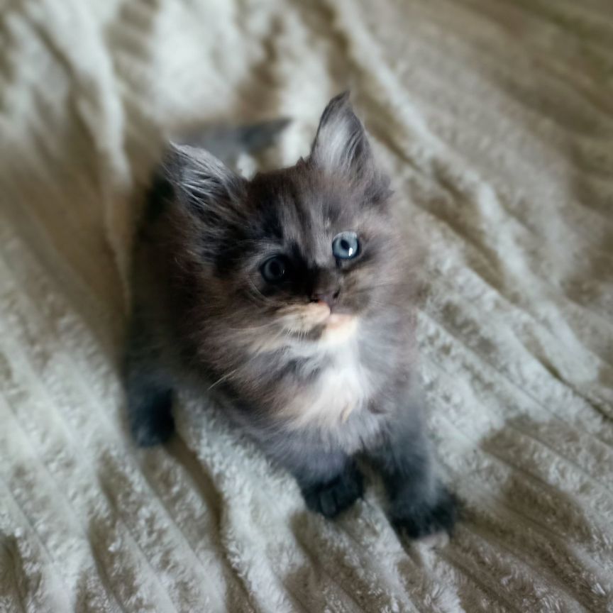 Котята породы мейн-кун