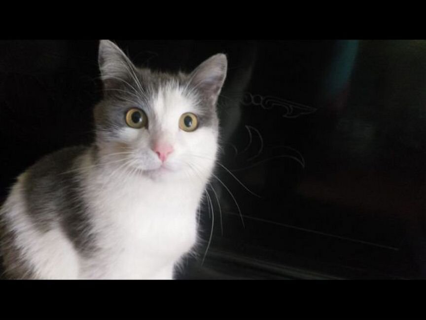 Кот ищет дом