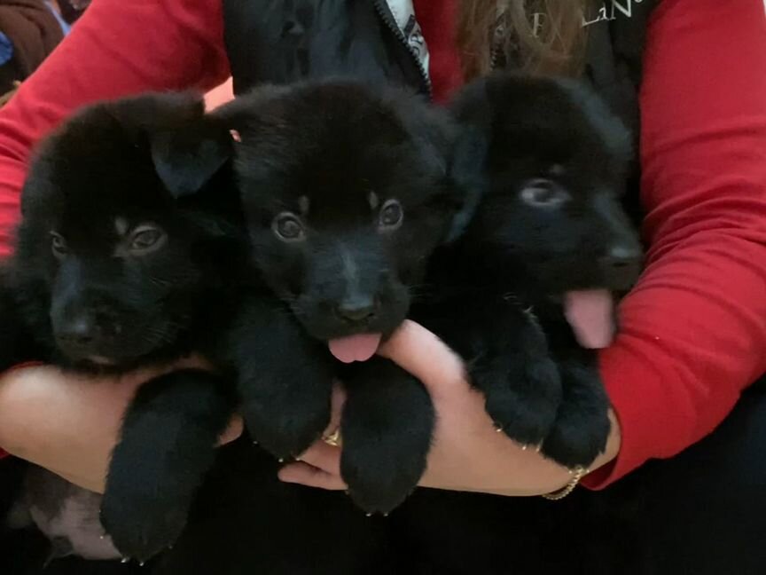 Щенки чистокровных черных немецких овчарок