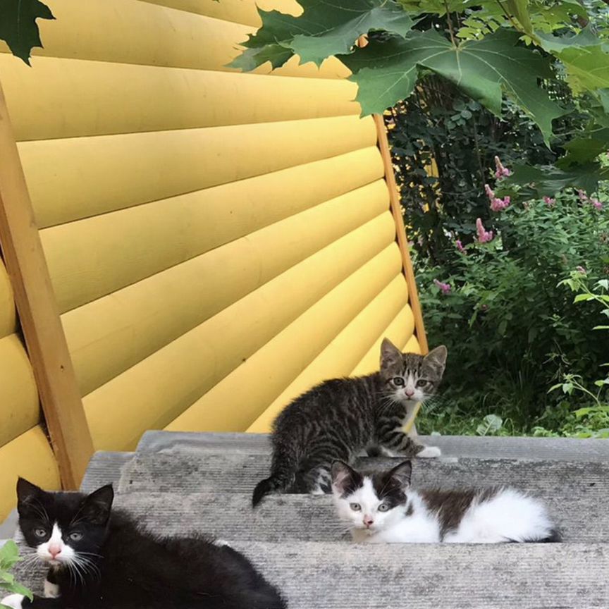 Котята Фродо, Сима и Кася, спасаем с дачи