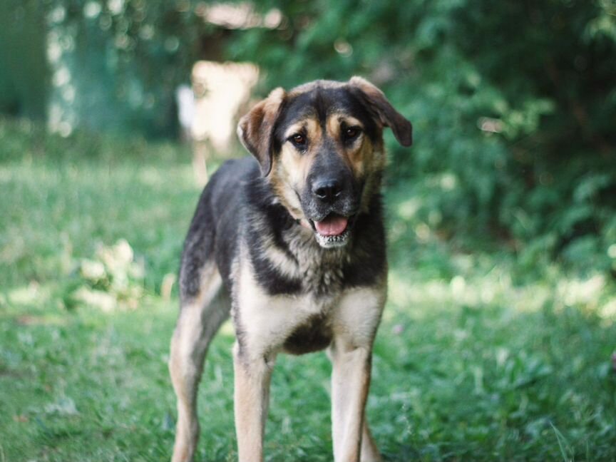 Метис овчарки в добрые руки. Сиба ищет дом