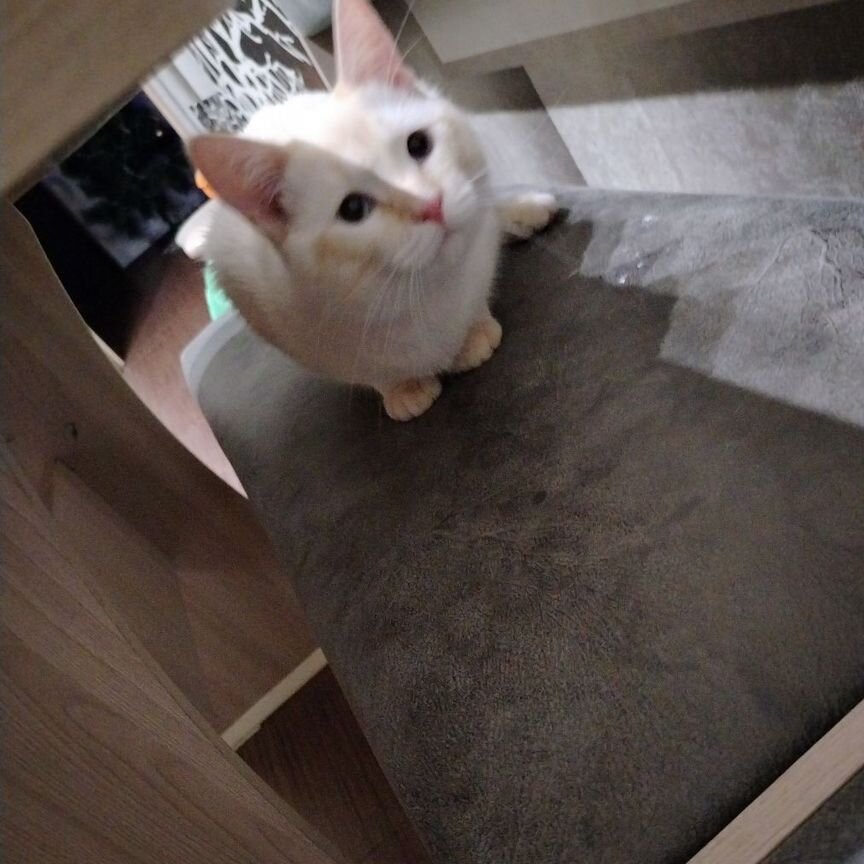 Котёнок в добрые руки